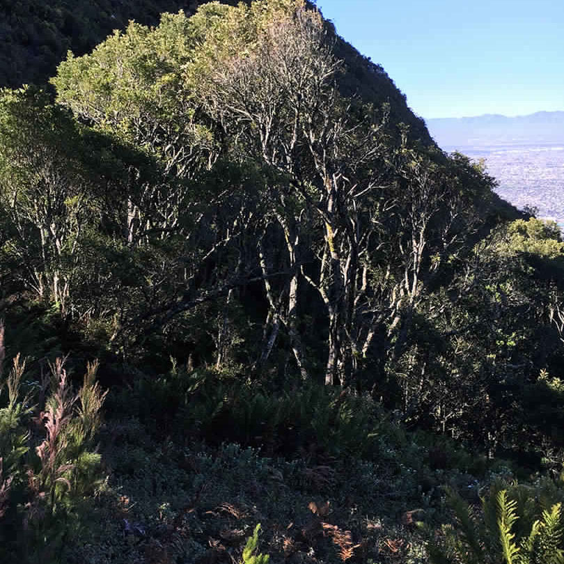 Hike Addicts - Skeleton Gorge Hike on Table Mountain, Cape Town