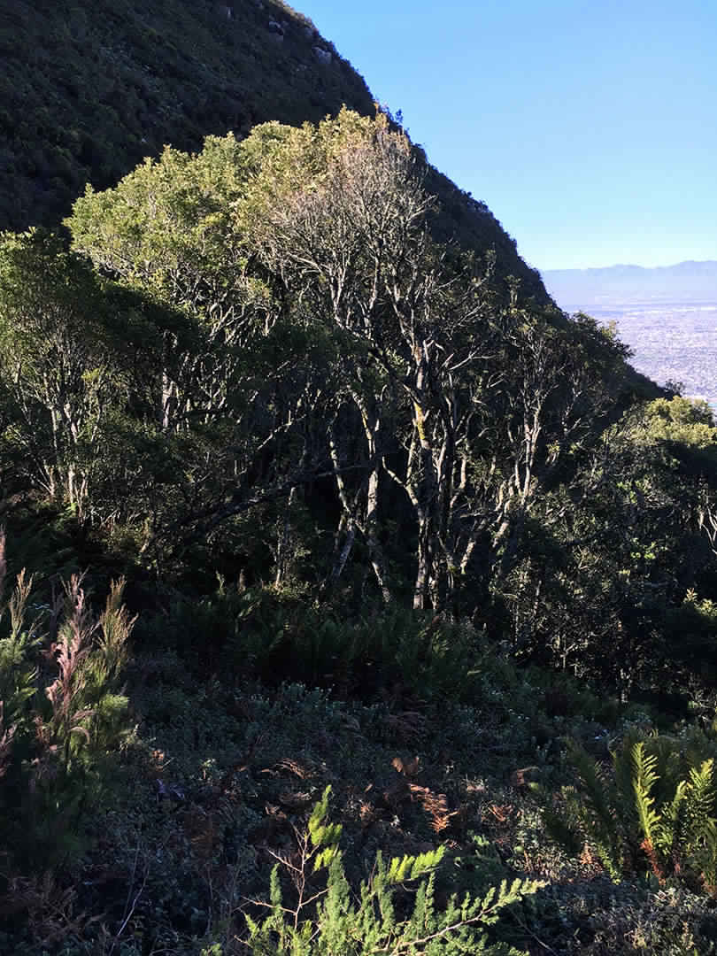 Hike Addicts - Skeleton Gorge Hike on Table Mountain, Cape Town