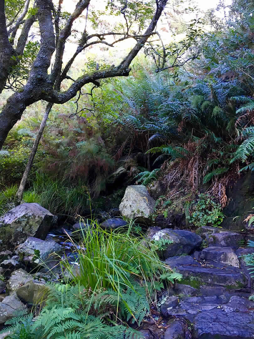 Hike Addicts - Skeleton Gorge Hike on Table Mountain, Cape Town