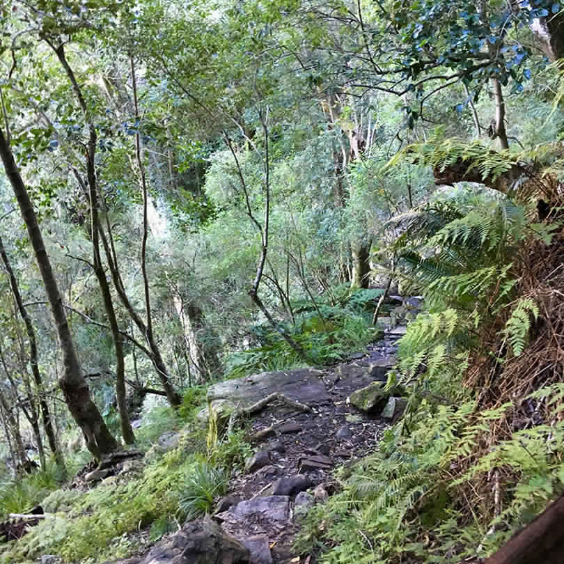Hike Addicts - Skeleton Gorge Hike on Table Mountain, Cape Town