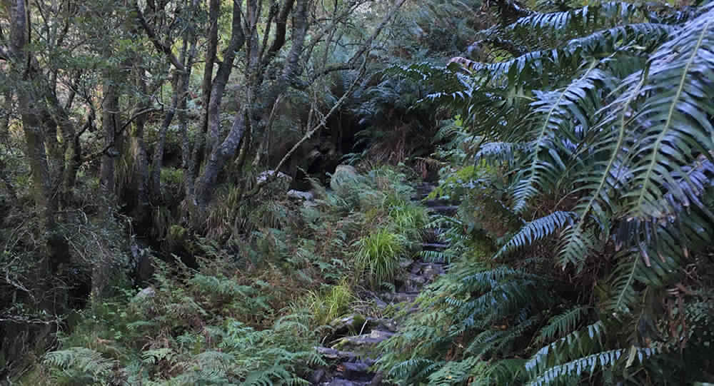 Skeleton Gorge hiking route on Table Mountain South Africa.